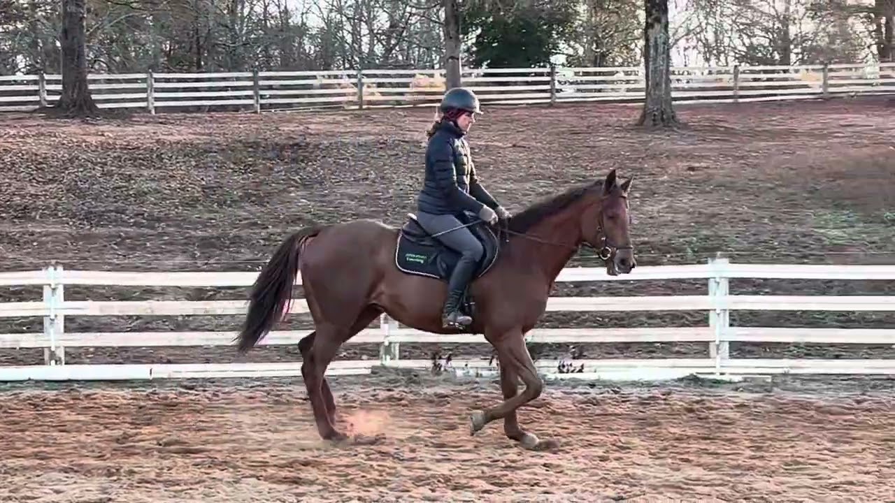 Thoroughbred Logic: The Disappearing Triangles… | HORSE NATION