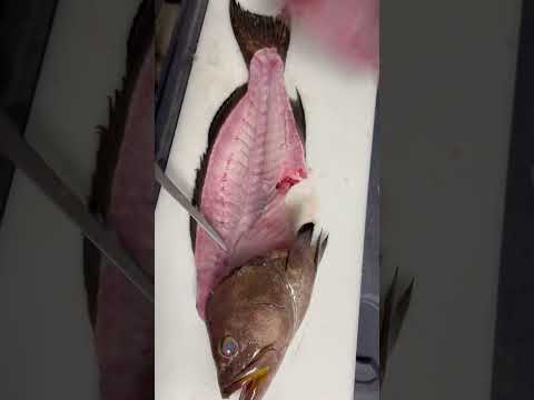 Second side of a Scamp Grouper! #scampgrouper #grouper #grouperfishing