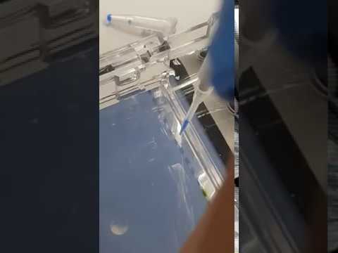 Loading the gel - Pipette DNA ladder standard into one well of the gel