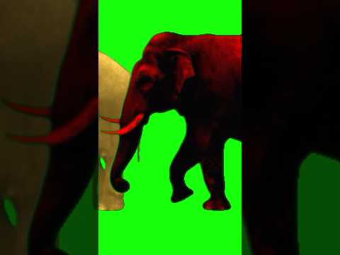 Paint elephant green screen #yt #animal #elephant #greenscreen #viral