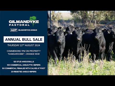 Gilmandyke Pastoral 2024 Bull Presale