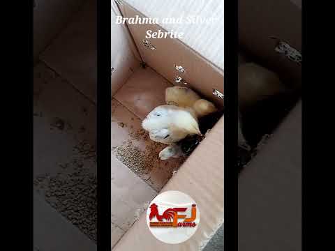 Brahma, Aseel and Sebrite Chicks delivered| #fjfarms #brahma #Sebrite #aseelchicks #viral #shorts