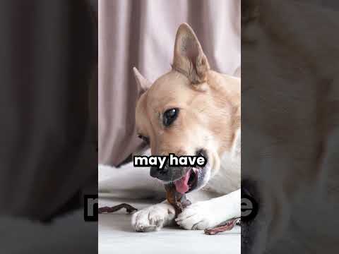 🐕 Do you know your dog’s chew personality?