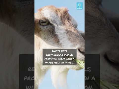 Did You Know? Goats Eyes! #goats #shorts #factsdaily