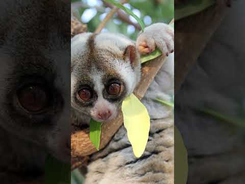 Guess the Animal ๐ Venemous Primate