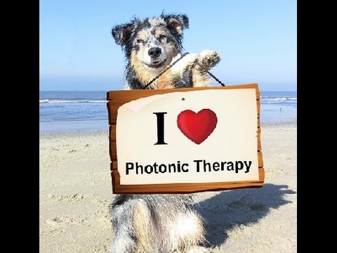 Natural Pet Pain Relief: Photonic Therapy