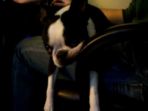 Luna the Boston Terrier, Just Chillin'