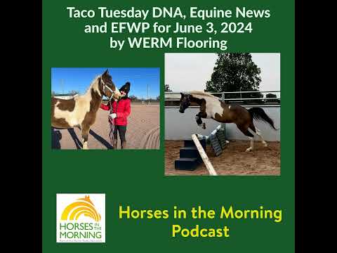 Taco Tuesday DNA, Equine News and EFWP for June 3, 2024 by WERM Flooring