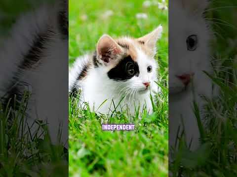 About Calico Cats health and personality