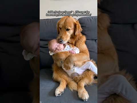 Golden Retriever Nanny! 🐾This sweet dog giving endless love to baby! ❤️ #shorts #doglover #love