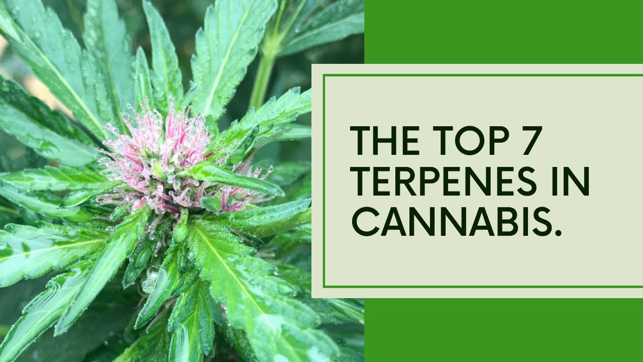 Top 7 Terpenes in Cannabis: Unlocking Aroma, Flavor, and Effects 🌿🔍