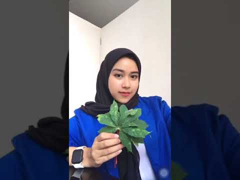 Kenali dan Jauhi Ganja