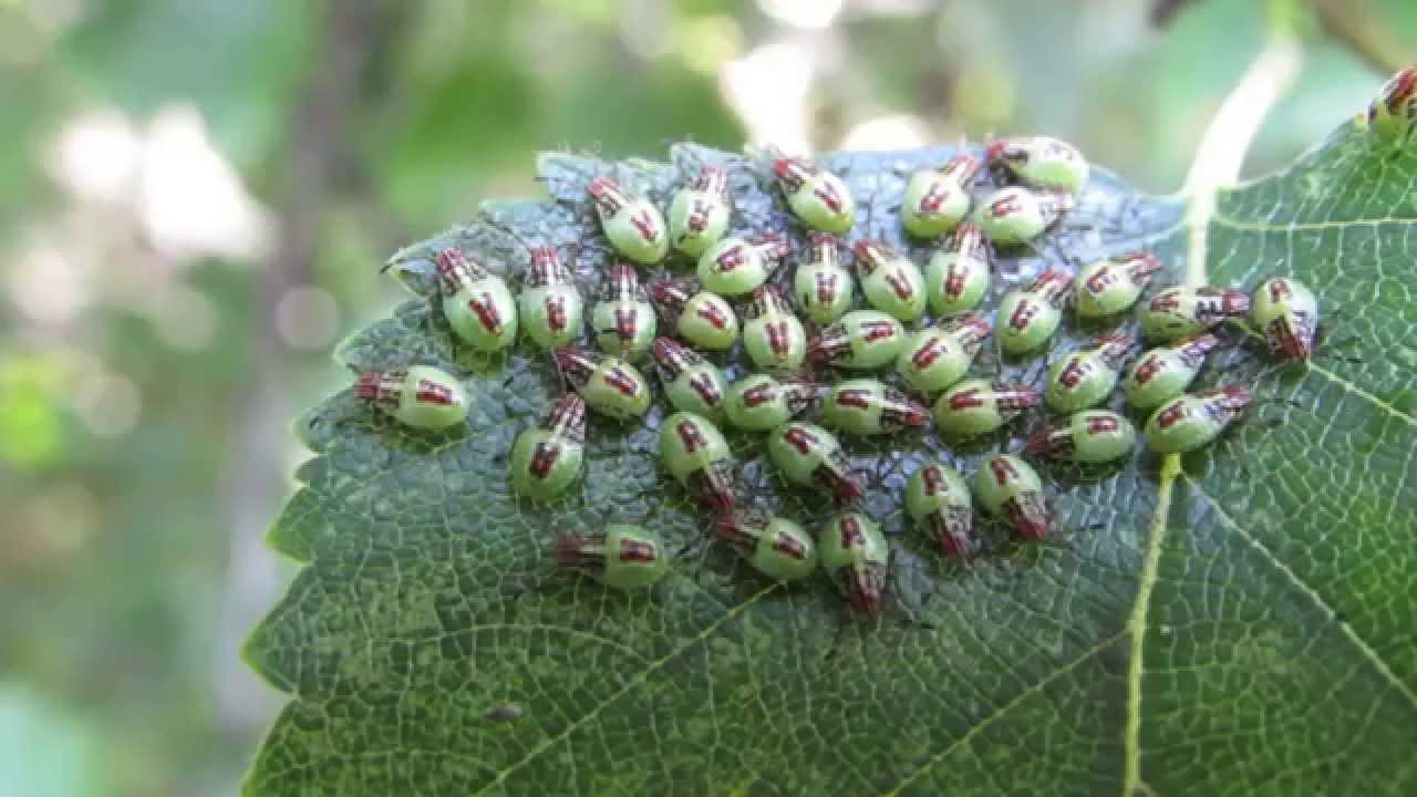 Parent Bug nymphs