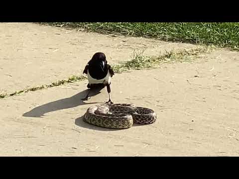 Bull Snake vs. Magpie at Wonderland Lake