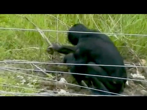 Bonobos use a range of tools like stone-age humans - 英語教室 EK-GO