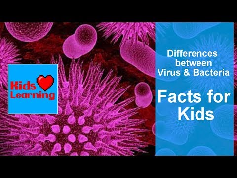 Differences between virus and bacteria: Facts for kids [How to stay healthy]