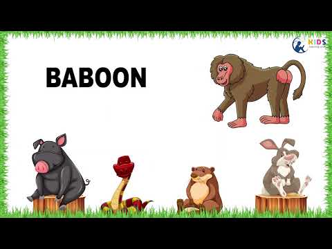 Beyond the Basics: Discovering Animals with the Letter B | Engaging ABC Learning Adventure