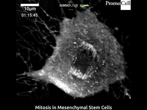 Mitosis In Mesenchymal Stem Cells
