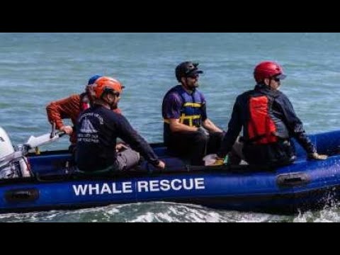 Q&A with The Marine Mammal Center's Whale Experts
