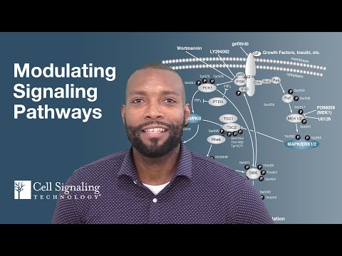 Modulating Signaling Activities with Activators & Inhibitors for Western Blot  Experiments