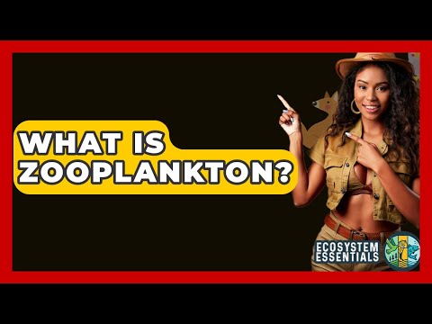 What Is Zooplankton? - Ecosystem Essentials