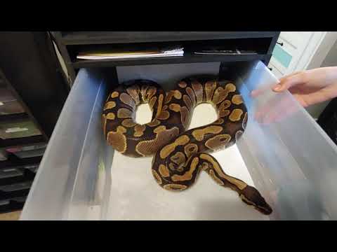 Names for our snakes!?
