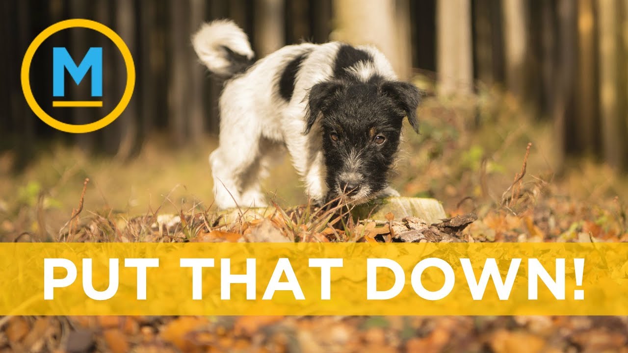Pinecones and leaves could actually be hazardous to your dog | Your Morning