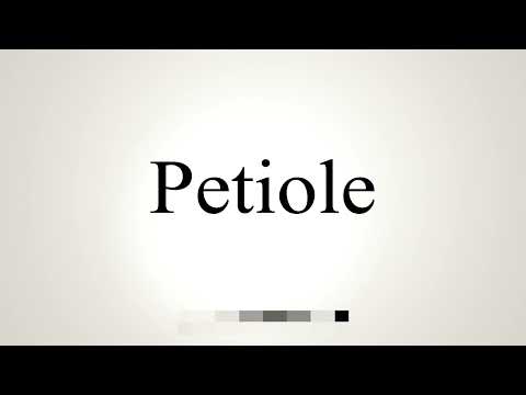 How To Say Petiole