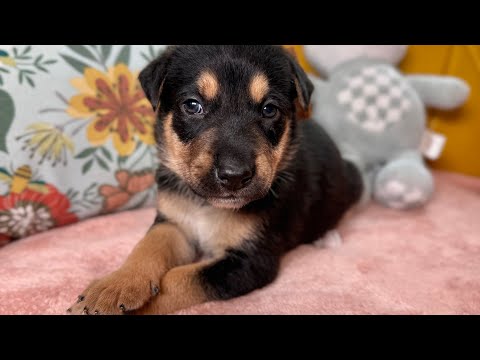 Dog for adoption - Tank Ronnie, a Pit Bull Terrier & Labrador Retriever ...