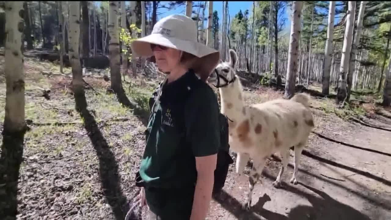 Trekking with Llamas in Colorado