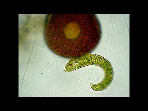Euglena vs. Arcella – Mikrosvijet