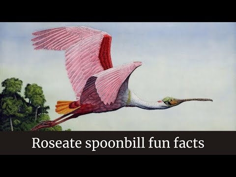 Roseate spoonbill flying || Roseate spoonbill fun facts || Roseate spoonbill behavior