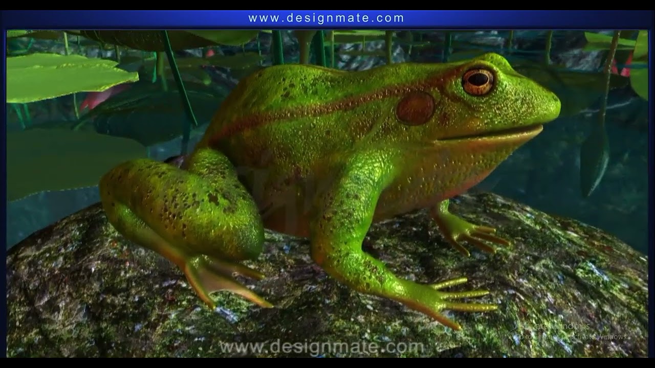 External anatomy of frog Trunk