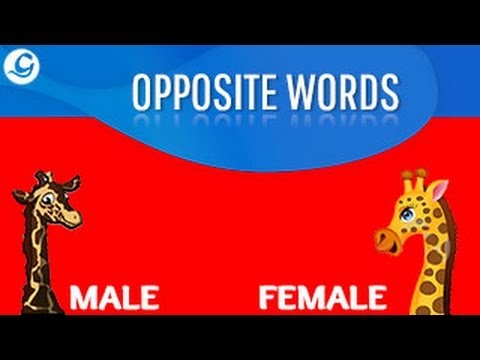 Antonyms: Learn Opposite Words