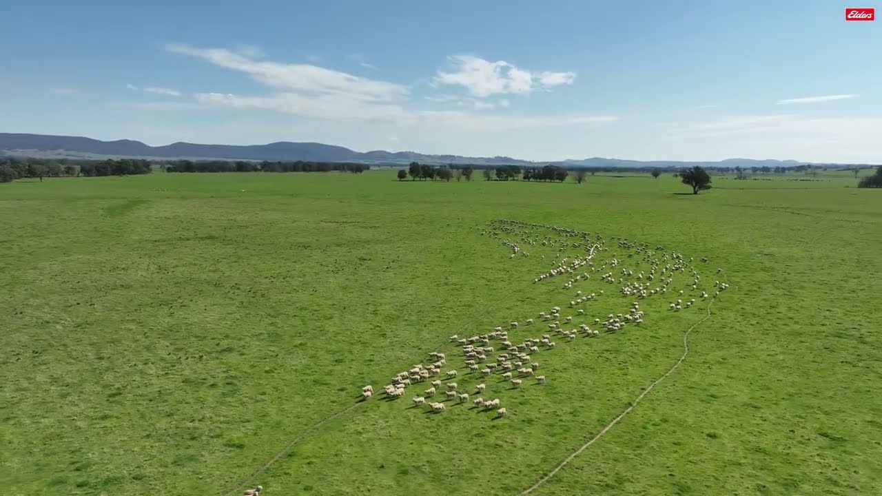 1969 Jingellic Road, Wantagong, NSW, 2644 – Sold | Elders Real Estate