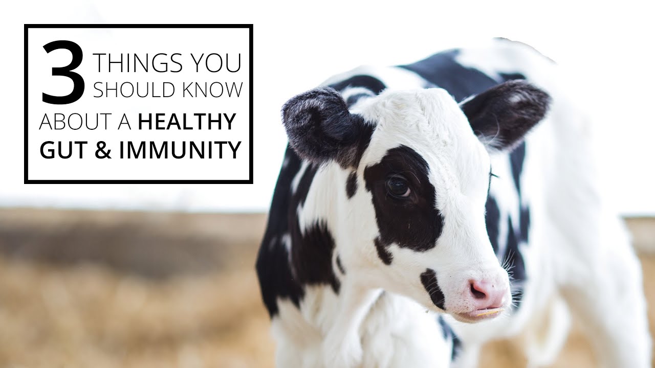 3 things you should know about a healthy gut & immunity