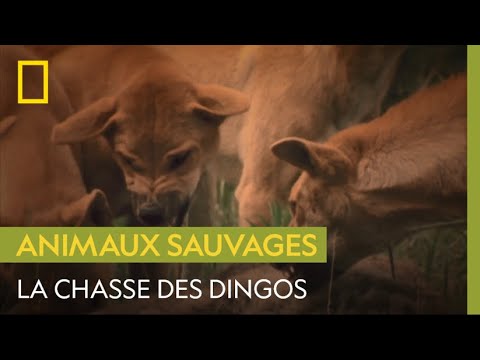 Des dingos partent à la chasse au kangourou