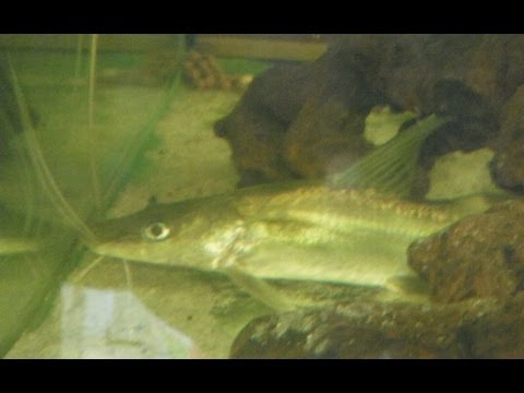 Feeding my Sperata Shovelnose in Low Light!