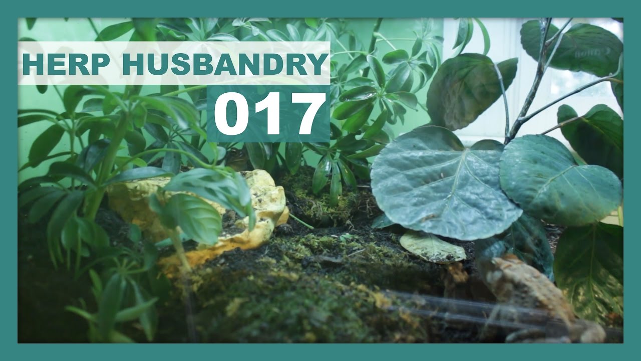 How to Increase & Decrease Humidity for Reptiles & Amphibians