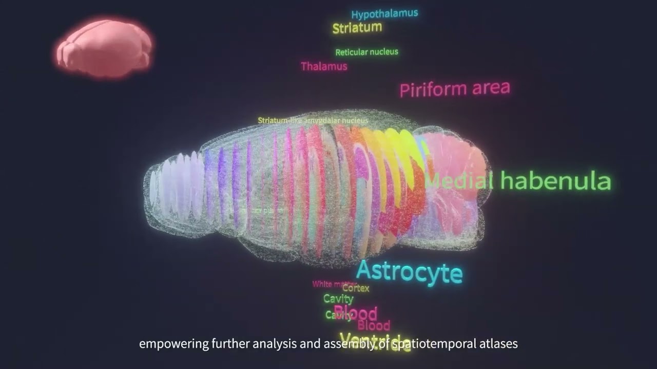 STOmics Stereo-seq introduction video