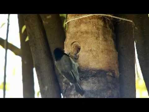 Black-collared Barbed (Rooikop houtkapper) | Tiaan Heystek Photography