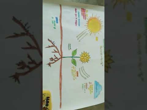 photosynthesis diagram in chart paper 🥰🥰🥰