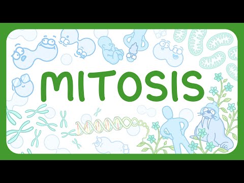 GCSE Biology - Mitosis | Chromosomes | Cell Division | Cytokinesis