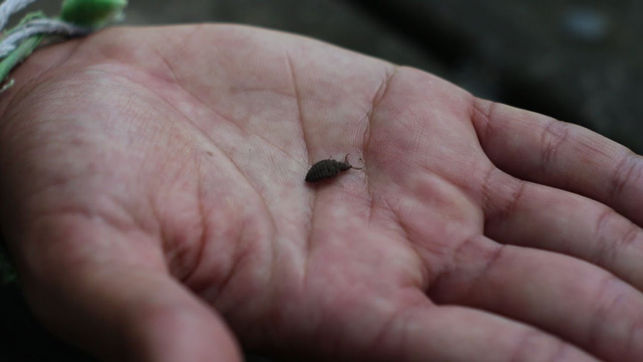 Bugs You May Find in Your Florida Yard