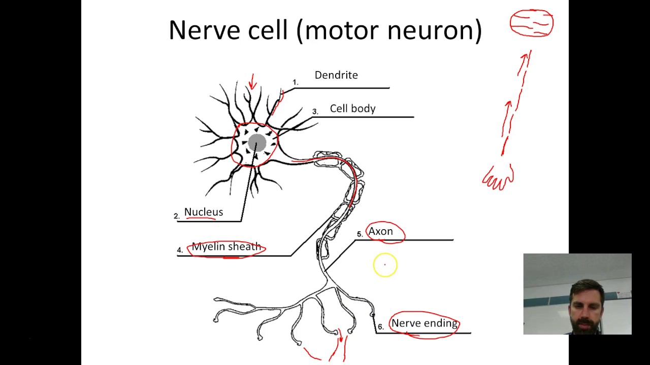 Year 9 Science - Nerve cells