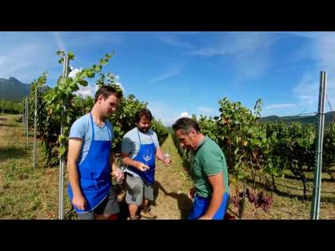 South Tyrol Wine - Südtirol Wein - Vino Alto Adige // 360° Video