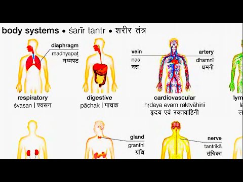 Words related to body systems/ digestive, respiratory, cardiovascular,lymphotic,urinary, nervous