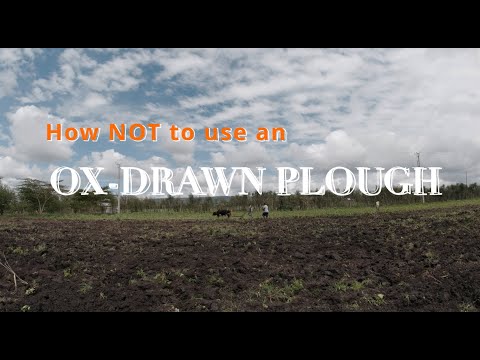 How NOT to use an OX DRAWN PLOUGH for TILLING | #farminglife #farming #gardening