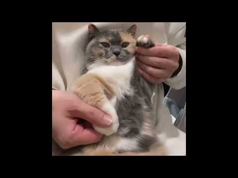 Steam Community :: Video :: calico cat dancing to funky music