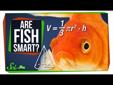 Fish Are Way Smarter Than You Think